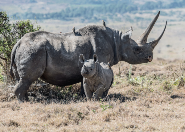 Explore Kenya’s Wildlife – Iconic African Animals
